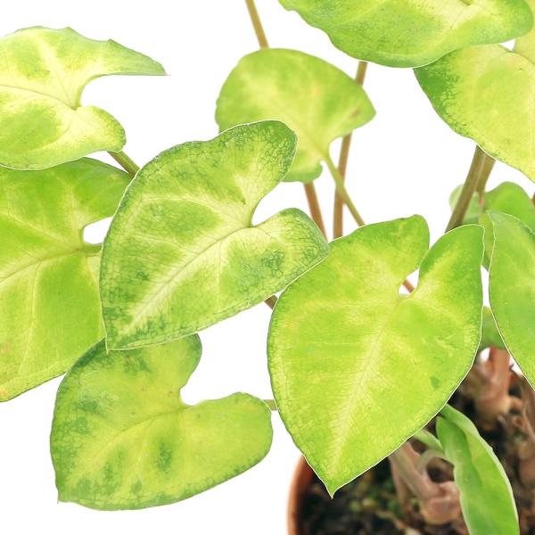 _gardening　_hachu　muryotassei_500_599　_kame　観葉植物　ガーデニング　ビバリウム　アクアテラリウム　パルダリウム　サトイモ　シンゴニューム　Syngonium　podophyllum　Red　all...