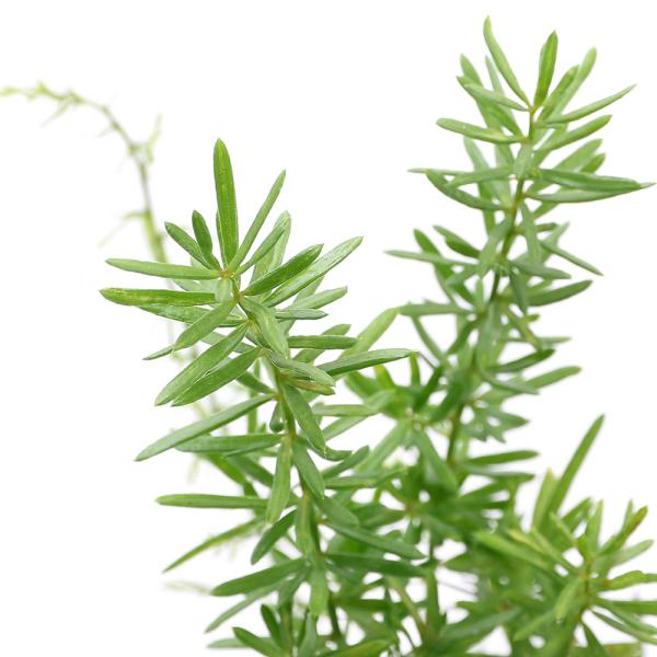 観葉植物　ガーデニング　アスパラガス　デンシフロルス　スプレンゲリー　Asparagus　densiflorus　'Sprengeri'　スギノハカズラ　ユリ科アスパラガス属　耐寒性多年草　南アフリカ　育て方　育成方法　栽培方法　20220...