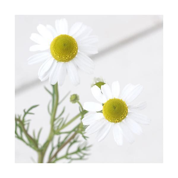 _gardening　ガーデニング　ハーブ　苗　herbpot_series　ローマン　カモミール　カモマイル　育て方　育成方法　栽培方法　観葉植物　opa2_delete　ゴールドカモミール　コモンカモミール　Roman　Chamomil...