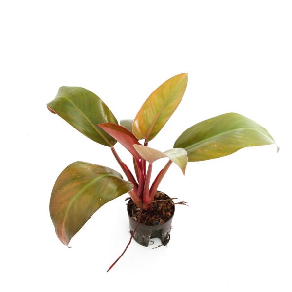 観葉植物　園芸　ガーデニング　ビバリウム　アクアテラリウム　パルダリウム　水草　クリプトとその近縁　サトイモ　Philodendron　'Malay　Beauty'　ハイドロカルチャー　ハイドロ苗　オアシス苗　プランテリア　planteri...
