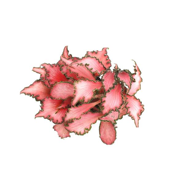 paludariumplants　パルダリウム　テラリウム　_hachu　_kame　観葉植物　ガーデニング　園芸　ビバリウム　アクアテラリウム　花　苗　洋　vivariumplants　vivariumplants_hinnsyu　植物　...