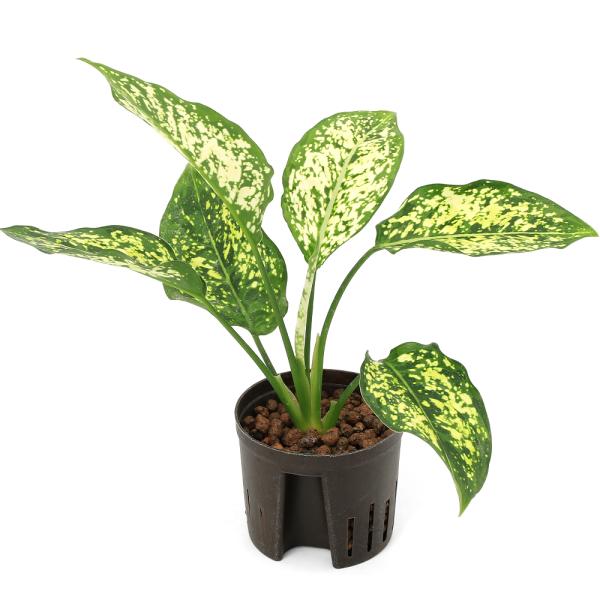 （観葉植物）　観葉植物　園芸　ガーデニング　ビバリウム　アクアテラリウム　パルダリウム　サトイモ　デンシンラン　ペッサム　Monstera　deliciosa　ハイドロカルチャー　ハイドロ苗　オアシス苗　プランテリア　planterior　...