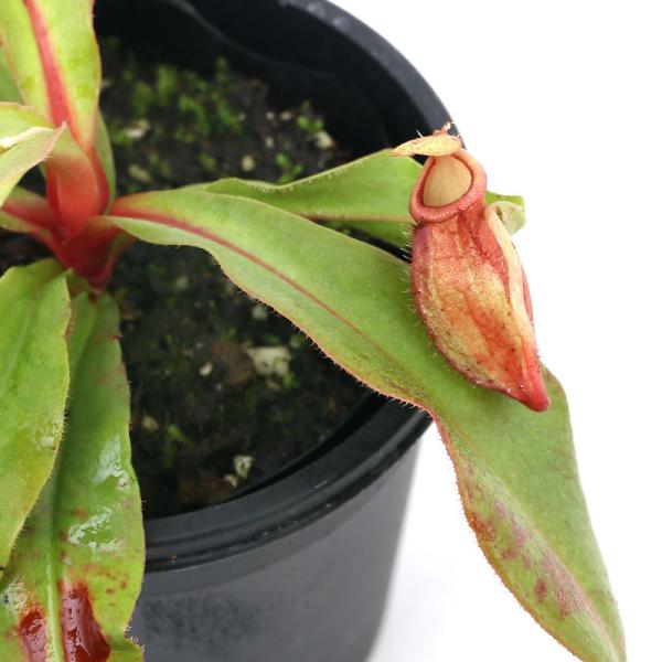 muryotassei_500_599　_gardening　_hachu　_kame　観葉植物　園芸　ガーデニング　ビバリウム　アクアテラリウム　パルダリウム　食虫植物　ネペンテス　ウツボカズラ　nepenthaceae　Nepenthe...