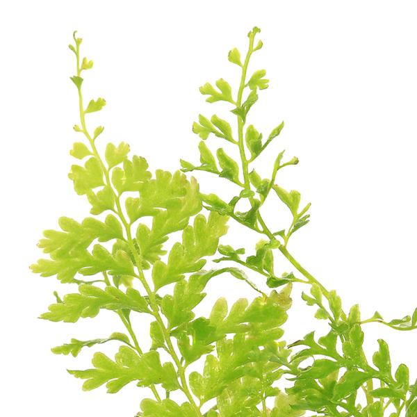 ネフロレピス　ミニビバリウムプランツ　育て方　育成方法　栽培方法　opa2_delete　しだ　羊歯　コットンキャンディ　Ｎｅｐｈｒｏｌｅｐｉｓ　Ｃｏｔｔｏｎ　Ｃａｎｄｙ　矮性品種　ビバリウムプランツ　観葉植物　シダ植物　テラリウム　パルダ...