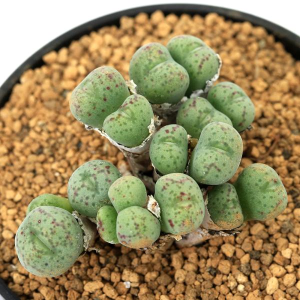 （観葉植物）　_kame　_hachu　ガーデニング　サボテン・多肉植物　メセン　コノフィッツム　コノフィツム　_gardening　育て方　育成方法　栽培方法　観葉植物　Ｃｏｎｏｐｈｙｔｕｍ　ｆｌａｖｕｍ　黄金玉　ハマミズナ科コノフィツム...