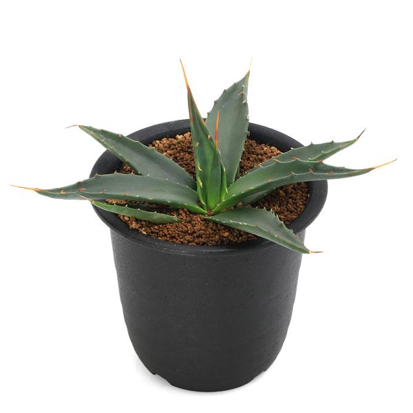 _hachu　_kame　_gardening　観葉植物　園芸　ガーデニング　多肉植物　パルダリウム　育て方　育成方法　栽培方法　アガベ　toukihassouhuka　ｙ25ｍ12　2025tuuki　shouri