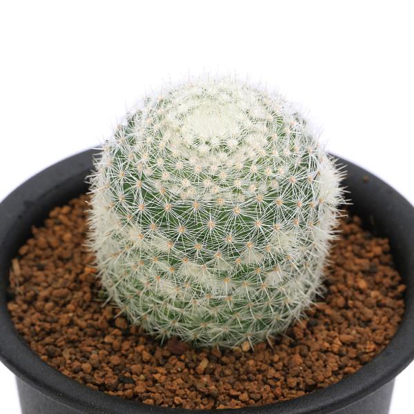 ガーデニング　サボテン・多肉植物　サボテン　その他　ロフォフォラ　sakura0313ガーデニング　all_plants　育て方　育成方法　栽培方法　観葉植物　多肉　多肉植物　カクタス　シャボテン　仙人掌　toukihassouhuka　ｙ...