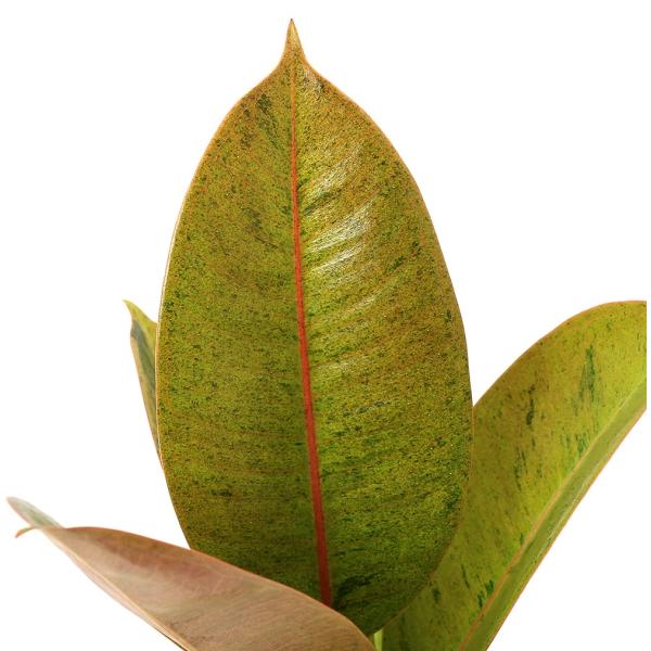 観葉植物　_kame　_hachu　園芸　ガーデニング　ビバリウム　アクアテラリウム　パルダリウム　両爬向き植物　_gardening　育て方　育成方法　栽培方法　Ｆｉｃｕｓ　ｅｌａｓｔｉｃａ　‘Ｒｕｂｙ’インドゴムノキ　フィカス　エラステ...