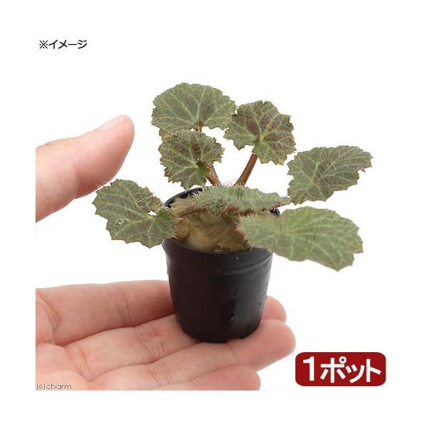line2462terarium　_hachu　_kame　観葉　ガーデニング　観葉植物　ビバリウム　テラリウム　両爬　両爬向き植物　ビバリウムプランツ　vivariumplants　vivariumplants_hinnsyu　植物　植物...