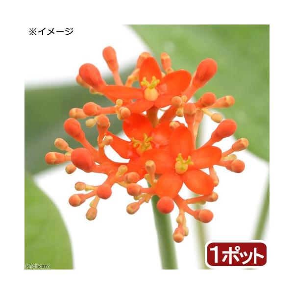 _gardening　ガーデニング　山野草　苗　爛漫育て方　育成方法　栽培方法　観葉植物　bnr_hrgmgr　20180707　ＴＳ　ヤトロファ　ボダグリカ　イモサンゴ　Ｊａｔｒｏｐｈａ　ｓｐ．　トウダイグサ科　ヤトロファ属　珊瑚油桐　沖...