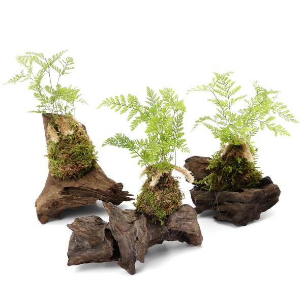 line2462terarium　観葉植物　_kame　_hachu　_gardening　opa2_delete　ガーデニング　園芸　山野草　盆栽　ビバリウム　アクアテラリウム　パルダリウム　着生シダ　シノブ科シノブ属　キクシノブ属　ダバ...