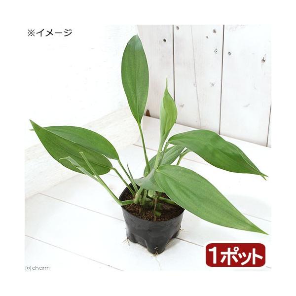 paludariumplants　パルダリウム　テラリウム　PF_SPQ　line2462terarium　_hachu　_gardening　_kame　_aqua　yoseue　水草　鉢植え水草　all_plants　寄せ植え鉢植え　水...