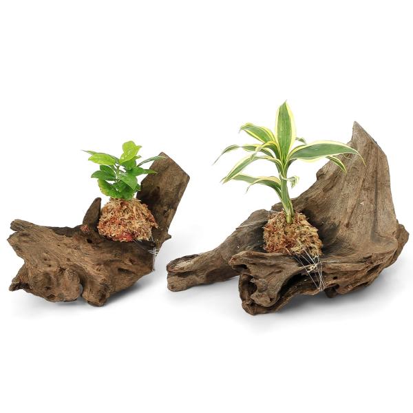 paludariumplants　パルダリウム　テラリウム　line2462terarium　_gardening　_hachu　観葉植物　園芸　ガーデニング　ビバリウム　アクアテラリウム　両爬向き植物　着生植物　植物　植物生体　ガーデニン...