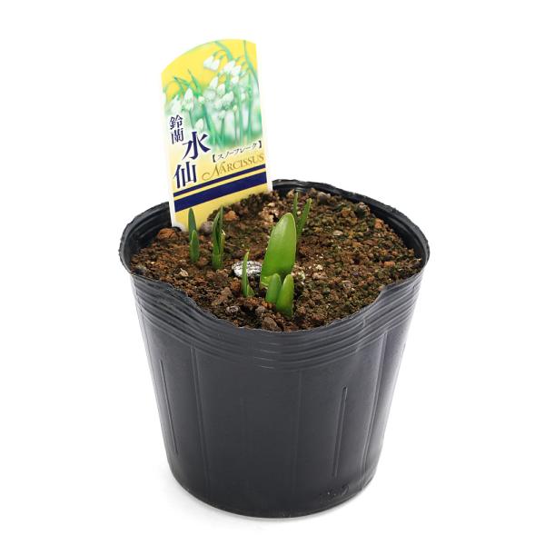 （観葉植物）　ガーデニング　花　苗　育て方　育成方法　栽培方法　観葉植物　_gardening　鉢植え　ポット　ガーデニング生体　植物　植物生体　090list　スズランスイセン　スノーフレーク　Leucojum　astivum　Grave...