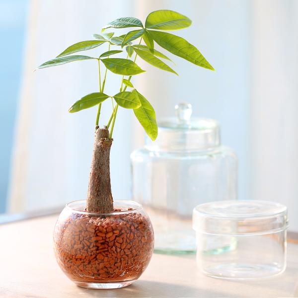 観葉植物　コケシリーズ　aquaterrarium　ガーデニング　インテリア　all_plants　両爬向き植物　ハイドロカルチャー　ビバリウム　アクアテラリウム　パルダリウム　ガラス　室内　おしゃれ　清潔　ガラスベース　水耕　ハイドロ　セ...