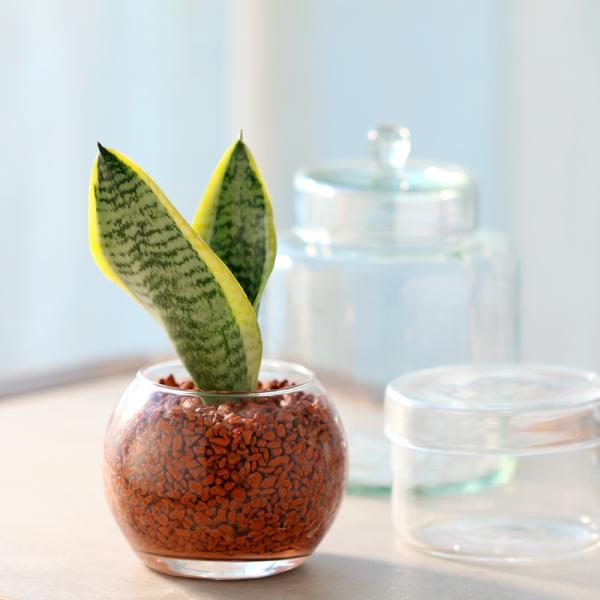 観葉植物　コケシリーズ　aquaterrarium　ガーデニング　インテリア　all_plants　両爬向き植物　ハイドロカルチャー　ビバリウム　アクアテラリウム　パルダリウム　ガラス　室内　おしゃれ　清潔　ガラスベース　水耕　ハイドロ　セ...