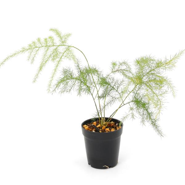 paludariumplants　パルダリウム　テラリウム　観葉植物　園芸　ガーデニング　ビバリウム　アクアテラリウム　両爬向き植物　vivarium_plant_series　vivariumplants　vivariumplants_h...