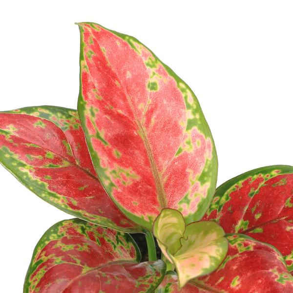 （観葉植物）　観葉　ガーデニング　ビバリウム　アクアテラリウム　パルダリウム　アグラオネマ　090list　チョコレート　ブラックマルーン　Aglaonema　サトイモ科アグラオネマ属　非耐寒性多年草　熱帯アジア　育て方　育成方法　栽培方法...