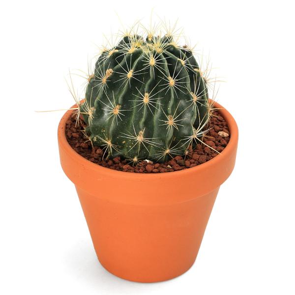 観葉植物　all_plants　_gardening　_hachu　_kame　sfset　ガーデニング　サボテン　Mammillaria　spinosissima　スピノシスシマ　スピノシッシマ　サボテン科マミラリア属　メキシコ　カクタス...