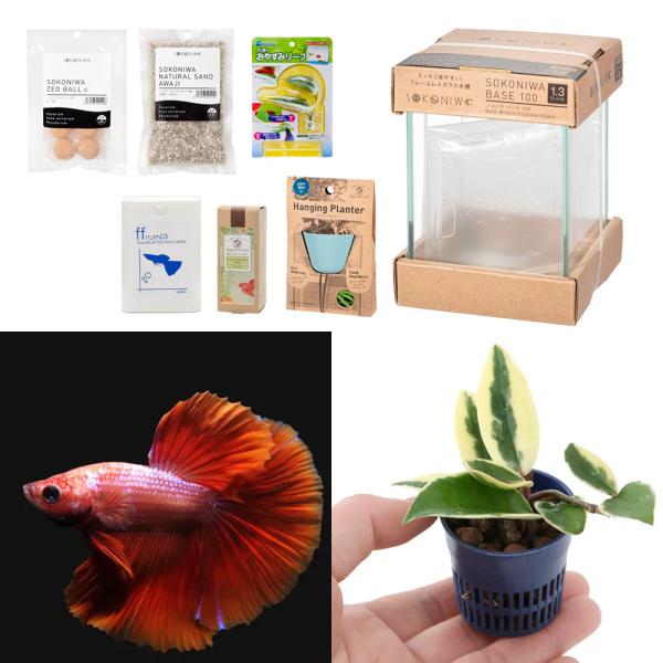 メーカー：用品+生体植物セット 水作　Ａｑｕａｔｅｒｉｏｒ　ミニ寄せ植え・ベタの水景づくりセット（ブルー）　アクアリウム　アクア　アクア用品　アクアリウム用品　アクアテラ　テラリウム　ハイドロ苗　寄せ植え　ハイドロプランツ　sokoniwa...