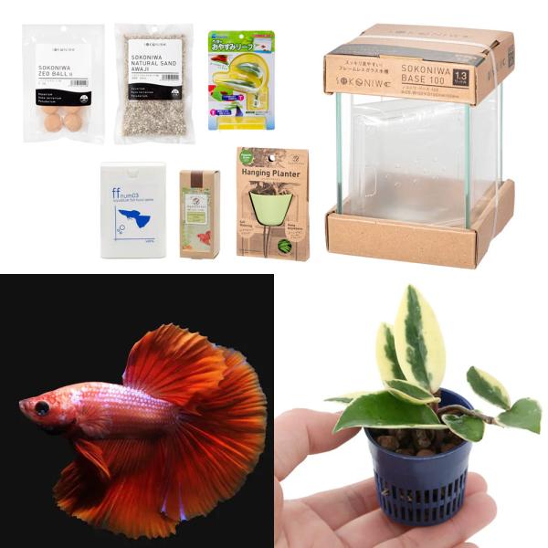 メーカー：用品+生体植物セット 水作　Ａｑｕａｔｅｒｉｏｒ　ミニ寄せ植え・ベタの水景づくりセット（グリーン）　アクアリウム　アクア　アクア用品　アクアリウム用品　アクアテラ　テラリウム　ハイドロ苗　寄せ植え　ハイドロプランツ　sokoniw...