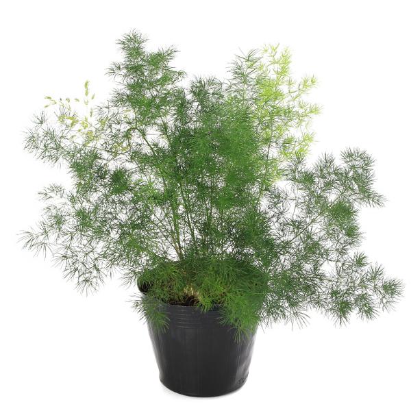 観葉植物　Oobachi　_gardening　ガーデニング　アスパラガス　育て方　育成方法　栽培方法　半耐寒性常緑多年草　多年草　南アフリカ　ミリオクラダス　ミリオダグラス　ポンポンアスパラガス　ふわふわ　ポンポン　Ａｓｐａｒａｇｕｓ　ｍ...