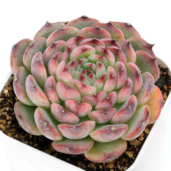 _interior　観葉植物　_gardening　_hachu　_kame　ガーデニング　サボテン・多肉植物　tanikuplapot_series　エケベリア　Echeveria　ｄondo　ベンケイソウ科エケベリア属　中米　中央アメリ...