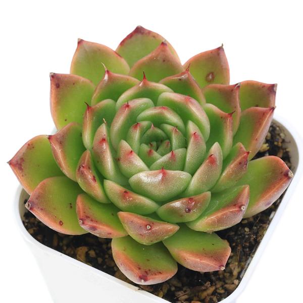 _interior　観葉植物　_gardening　_hachu　_kame　ガーデニング　サボテン・多肉植物　tanikuplapot_series　エケベリア　Echeveria　ｄondo　ベンケイソウ科エケベリア属　中米　中央アメリ...