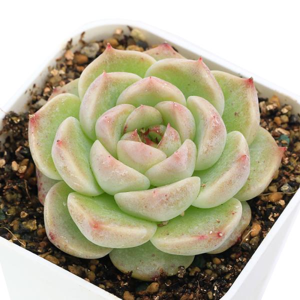 _interior　観葉植物　_gardening　_hachu　_kame　ガーデニング　サボテン・多肉植物　tanikuplapot_series　エケベリア　Echeveria　ｄondo　ベンケイソウ科エケベリア属　中米　中央アメリ...