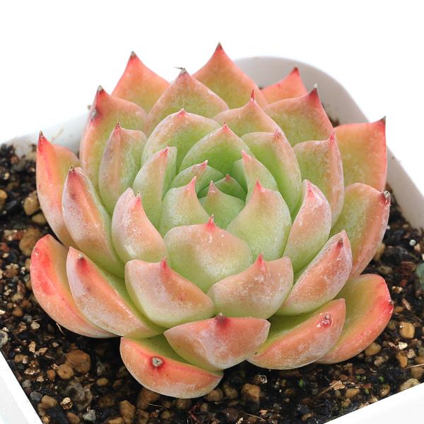 _interior　観葉植物　_gardening　_hachu　_kame　ガーデニング　サボテン・多肉植物　tanikuplapot_series　エケベリア　Echeveria　ｄondo　ベンケイソウ科エケベリア属　中米　中央アメリ...