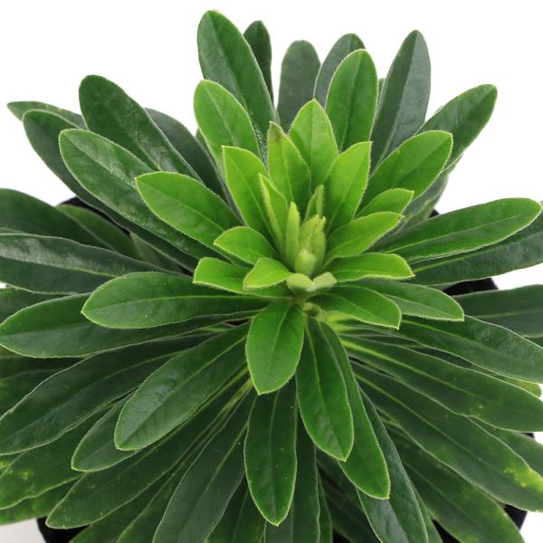 （観葉植物）　_hachu　_gardening　ガーデニング　多肉植物　インテリア　植物　植物生体　ガーデニング生体　ビバリウム　アクアテラリウム　パルダリウム　育て方　育成方法　栽培方法　トウダイグサ科ユーフォルビア属　南アフリカ　観葉...