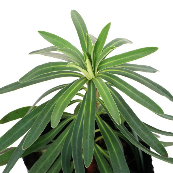 muryotassei_400_499　（観葉植物）　_hachu　_gardening　ガーデニング　多肉植物　インテリア　植物　植物生体　ガーデニング生体　ビバリウム　アクアテラリウム　パルダリウム　育て方　育成方法　栽培方法　トウダイ...