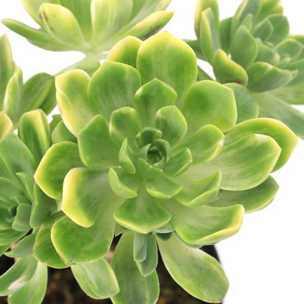 観葉植物　ガーデニング　育て方　育成方法　栽培方法　アエオニウム　多肉　多肉植物　カクタス　シャボテン　フラットトップ　カナリア諸島　スペイン　仙人掌　明鏡　Ａｅｏｎｉｕｍ　ｃａｓｔｅｌｌｏ?ｐａｉｖａｅ　ｆ．　ｖａｒｉｅｇａｔａ　rknd...