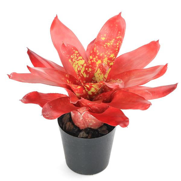 paludariumplants　パルダリウム　テラリウム　観葉植物　園芸　ガーデニング　ビバリウム　アクアテラリウム　熱帯植物　育て方　育成方法　栽培方法　パイナップル科ネオレゲリア属　タンクブロメリア　交配種　Ｎｅｏｒｅｇｅｌｉａ　Ｃｈ...