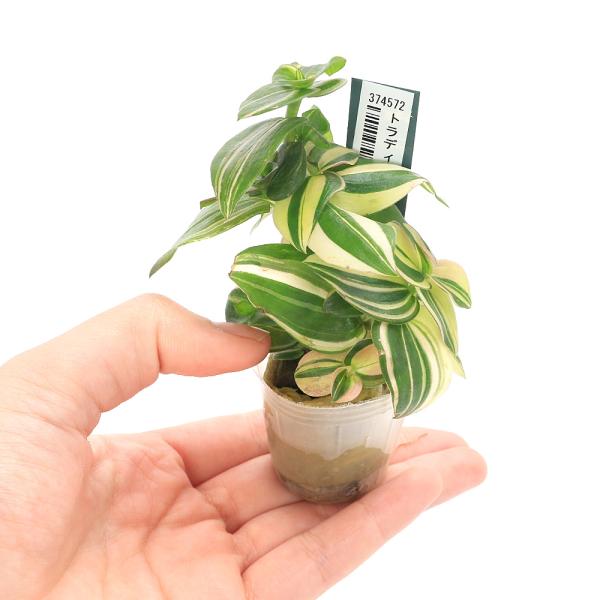 _hachu　_gardening　_kame　ガーデニング　観葉植物　ハイドロカルチャー　オアシス苗　all_plants　oasisnae　両爬向き植物　オアシス苗単品　Tradescantia　zebrina　pendula　ハカタカ...