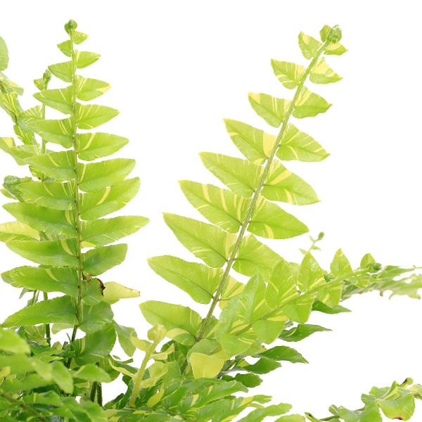 paludariumplants　_kame　_hachu　_gardening　観葉植物　ガーデニング　ビバリウム　アクアテラリウム　パルダリウム　水草　シダ　セイヨウタマシダ　タマシダの仲間　シダ植物　羊歯植物　歯朶植物　Nephrol...