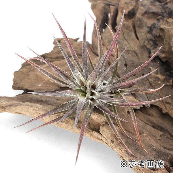 インテリア　インテリア・雑貨　ガーデニング　観葉植物　園芸　ガーデニング　ビバリウム　アクアテラリウム　パルダリウム　両爬向き植物　パイナップル科　ハナアナナス属　着生植物　エアブロメリア　エアプランツ　ティランジア　チランジア　Tilla...