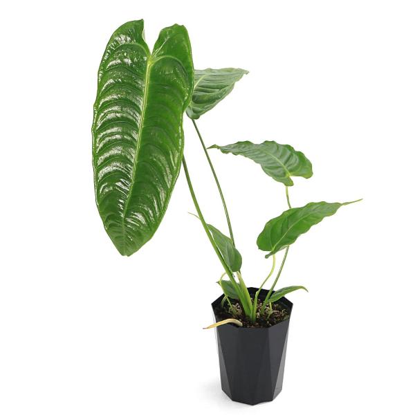 paludariumplants　パルダリウム　テラリウム　_gardening　_aqua　観葉植物　園芸　ガーデニング　ビバリウム　アクアテラリウム　サトイモ　アンスリウム　アンスリューム　原種　花　鉢花　サトイモ科　アンスリウム属　A...