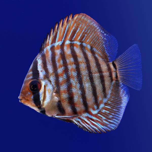 熱帯魚・エビ他　エンゼル・ディスカス　ディスカス　改良品種系　レッドターコイズ・ディスカス　Ｓサイズ　１匹　fish_database　ビギナーにオススメ　国産　Ｓｙｍｐｈｙｓｏｄｏｎ　ａｅｑｕｉｆａｓｃｉａｔａ　ｖａｒ．　MS0106　P...