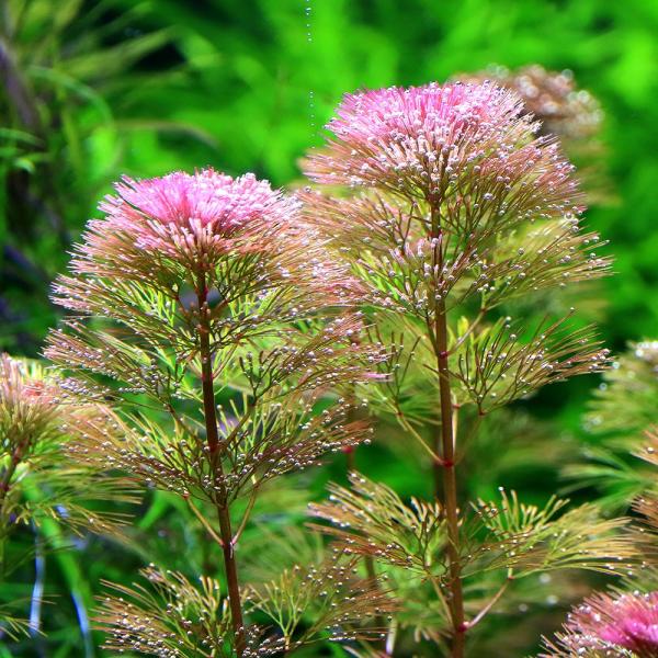 熱帯魚　カモンバ　_wp　_aqua　金魚　メダカ　金魚藻　有茎　ヤ行　水草　後景草　赤い　レッドカボンバはこちら　インドネシア　all_plants　水草赤い　金魚おすすめ水草07　wp_kywrd　hansyoku_kabonnba　c...