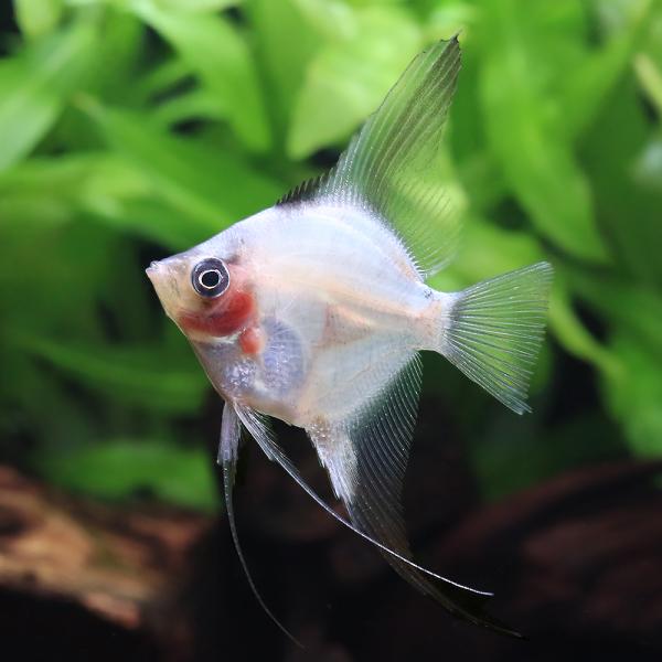 PF_SPQ　熱帯魚・エビ他　fish_database　エンゼル・ディスカス　エンゼルフィッシュ　エンゼル・フィッシュ　パライバメタルエンゼルフィッシュ　国産ブリード　１匹　ビギナーにオススメ　ブルー　20260426　YY　y26m04