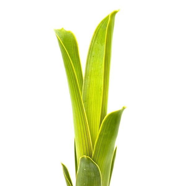 観葉植物　_gardening　_hachu　園芸　ガーデニング　ビバリウム　アクアテラリウム　パルダリウム　両爬向き植物　アナナス　パイナップル科　斑入り　白　レア　インテリア　ブロメリア　タンクブロメリア　着生植物　Ｂｒｏｃｃｈｉｎｉａ...