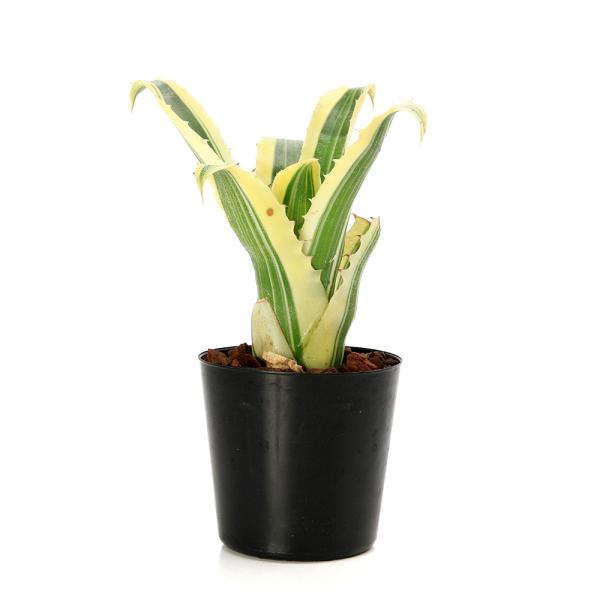 （観葉植物）　観葉植物　_gardening　_hachu　園芸　ガーデニング　ビバリウム　アクアテラリウム　パルダリウム　両爬向き植物　アナナス　パイナップル科　ブロメリア　タンクブロメリア　着生植物　opa2_delete　Ｈｏｈｅｎｂ...