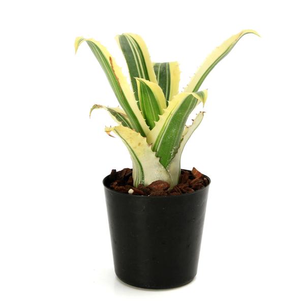 （観葉植物）　観葉植物　_gardening　_hachu　園芸　ガーデニング　ビバリウム　アクアテラリウム　パルダリウム　両爬向き植物　アナナス　パイナップル科　ブロメリア　タンクブロメリア　着生植物　opa2_delete　Ｈｏｈｅｎｂ...