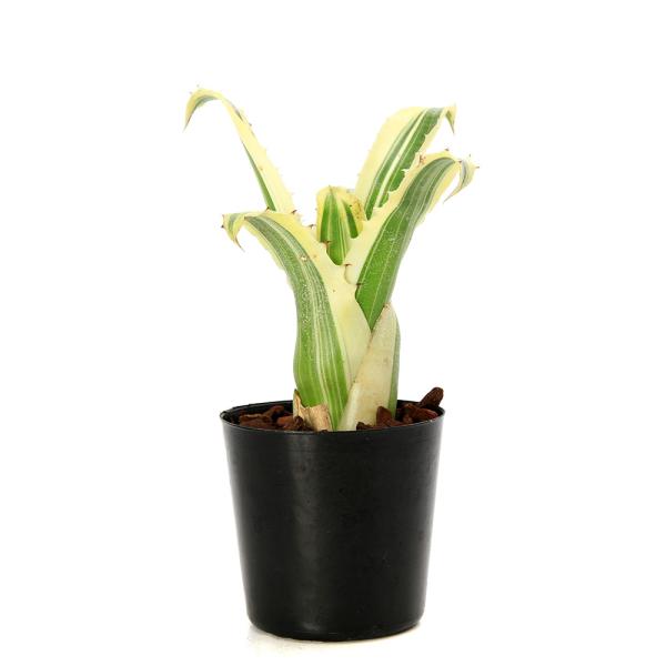 （観葉植物）　観葉植物　_gardening　_hachu　園芸　ガーデニング　ビバリウム　アクアテラリウム　パルダリウム　両爬向き植物　アナナス　パイナップル科　ブロメリア　タンクブロメリア　着生植物　opa2_delete　Ｈｏｈｅｎｂ...