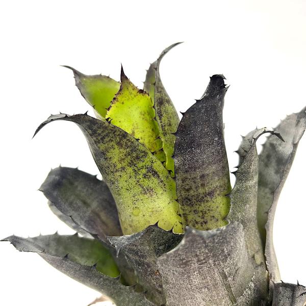 （観葉植物）　観葉植物　_gardening　_hachu　園芸　ガーデニング　ビバリウム　アクアテラリウム　パルダリウム　パイナップル科　ブロメリア　タンクブロメリア　着生植物　Ｈｏｈｅｎｂｅｒｇｉａ　ブロメリア科ホヘンベルギア属　ホヘン...