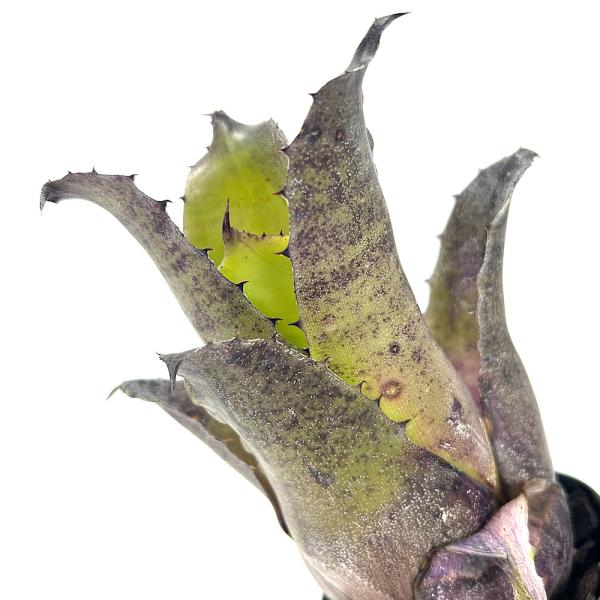 （観葉植物）　観葉植物　_gardening　_hachu　園芸　ガーデニング　ビバリウム　アクアテラリウム　パルダリウム　パイナップル科　ブロメリア　タンクブロメリア　着生植物　Ｈｏｈｅｎｂｅｒｇｉａ　ブロメリア科ホヘンベルギア属　ホヘン...