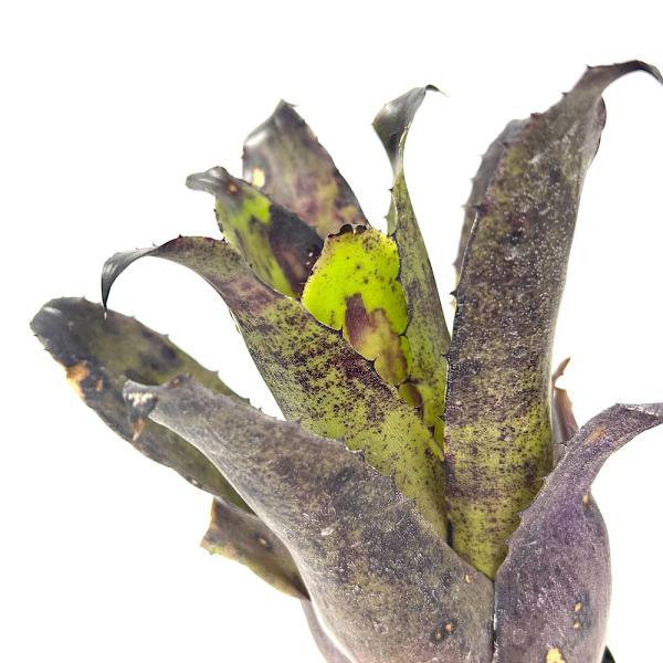 （観葉植物）　観葉植物　_gardening　_hachu　園芸　ガーデニング　ビバリウム　アクアテラリウム　パルダリウム　パイナップル科　ブロメリア　タンクブロメリア　着生植物　Ｈｏｈｅｎｂｅｒｇｉａ　ブロメリア科ホヘンベルギア属　ホヘン...