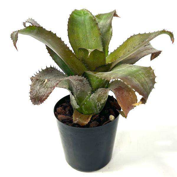 （観葉植物）　観葉植物　_gardening　_hachu　園芸　ガーデニング　ビバリウム　アクアテラリウム　パルダリウム　パイナップル科　ブロメリア　タンクブロメリア　着生植物　Ｈｏｈｅｎｂｅｒｇｉａ　ブロメリア科ホヘンベルギア属　ホヘン...