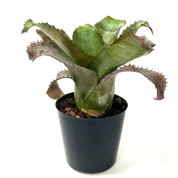 （観葉植物）　観葉植物　_gardening　_hachu　園芸　ガーデニング　ビバリウム　アクアテラリウム　パルダリウム　パイナップル科　ブロメリア　タンクブロメリア　着生植物　Ｈｏｈｅｎｂｅｒｇｉａ　ブロメリア科ホヘンベルギア属　ホヘン...